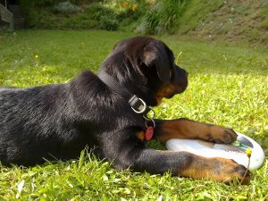 Rottweiler Facts To Know and Love | Labrottie.com