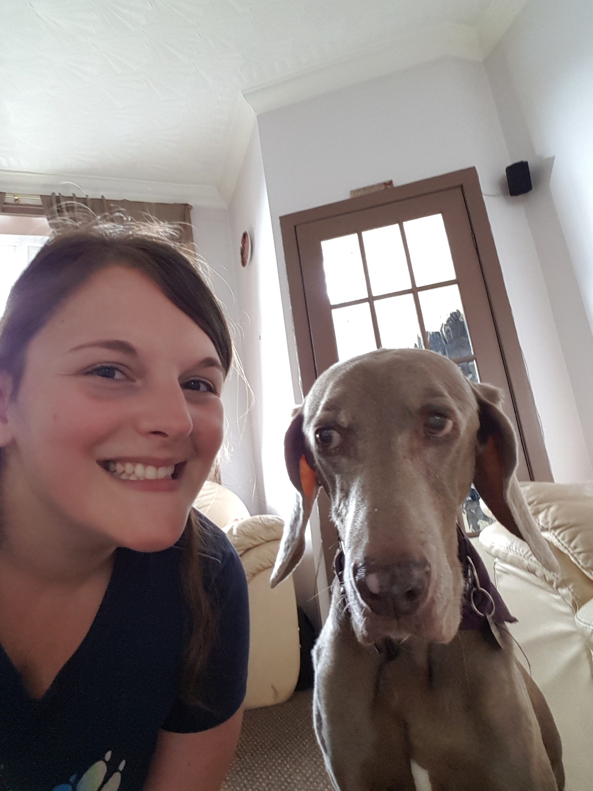 The English Lab vs American Labrador Retriever | Labrottie.com