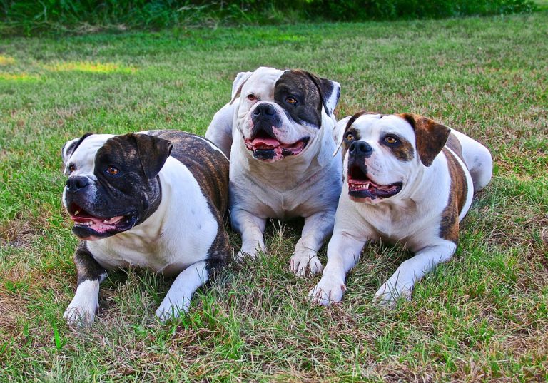 30 of the Best Guard Dog Breeds | Labrottie.com