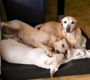 30 of the best Lab Mix - Labrador Mix | Labrottie.com
