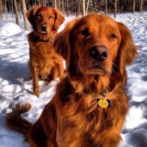 Red Golden Retrievers - The Working Brother | Labrottie.com