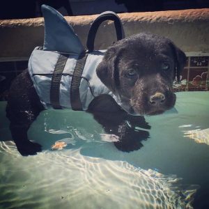 30 of the best Lab Mix - Labrador Mix | Labrottie.com