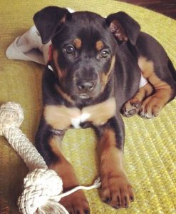 The Weiler Dane or the Rottweiler Great Dane Mix | Labrottie.com