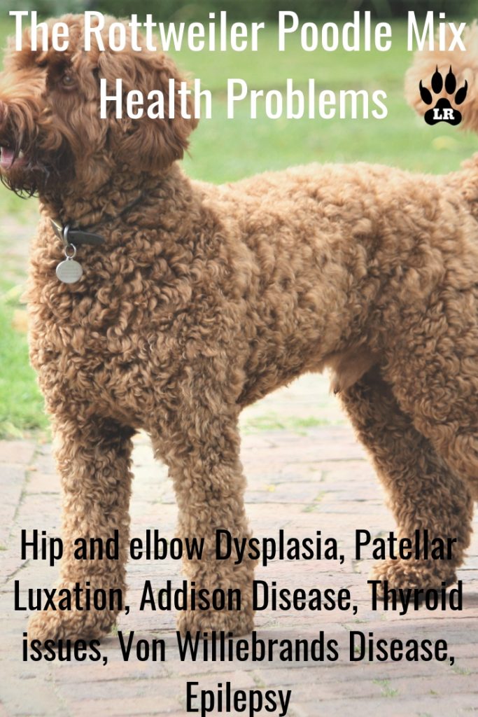 The Rottle – Is the Rottweiler Poodle Mix a Good Family Dog?