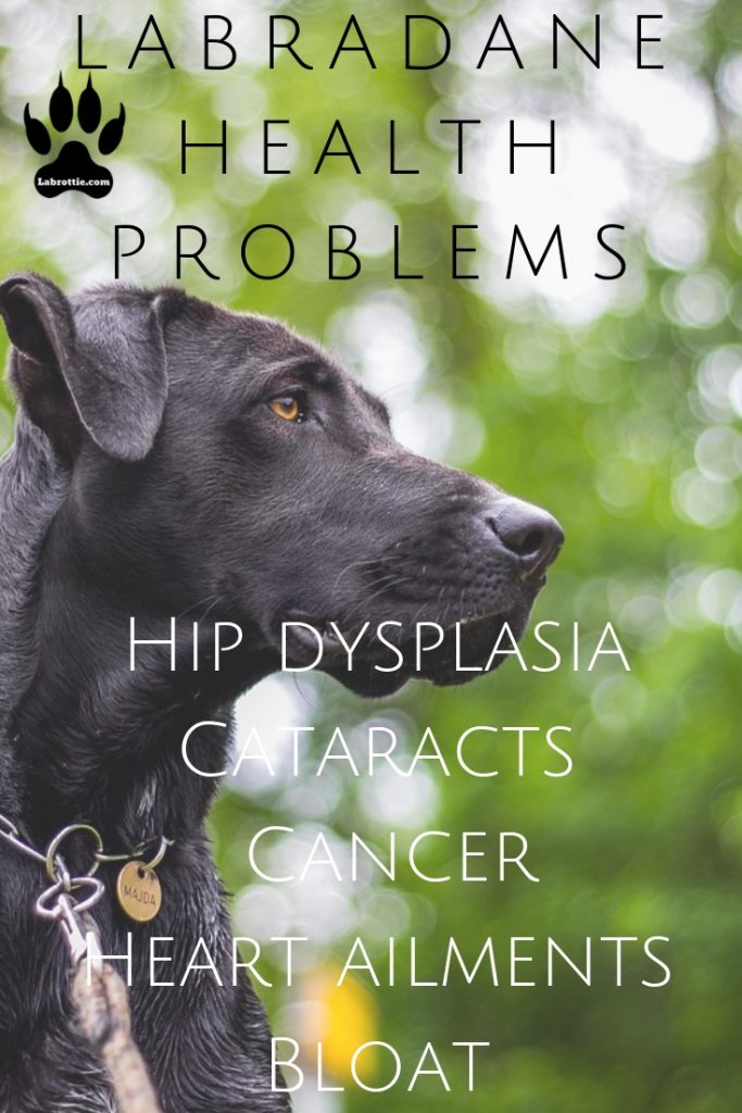 The Labradane: Your Complete Guide, Photos, & More - Labrottie.com