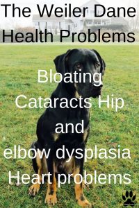 The Weiler Dane or the Rottweiler Great Dane Mix | Labrottie.com