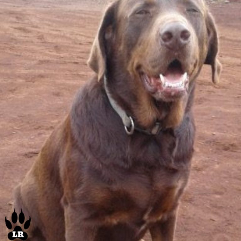 Lenny the Labrottie rescue from Hawaii | Labrottie.com