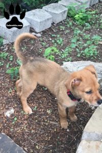 Mixed Dog Breeds photo gallery | Labrottie.com