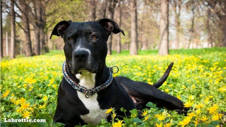 Labrabull- A Labrador Pitbull Mix | Labrottie.com