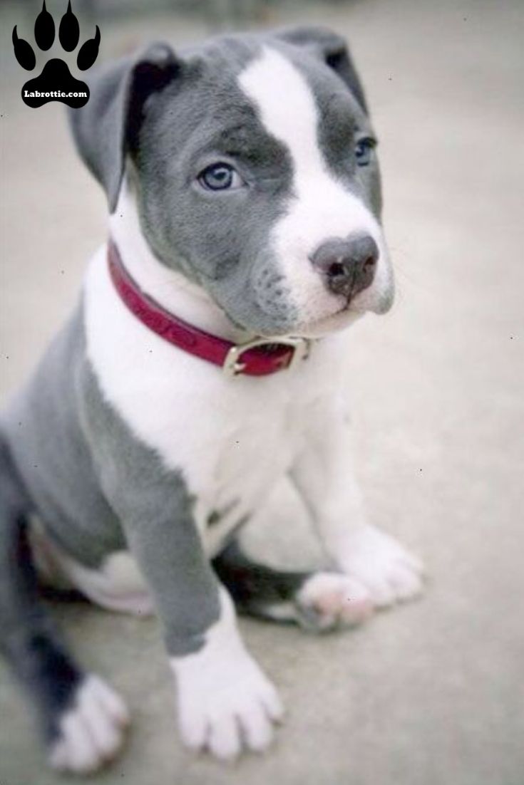Labrabull- A Labrador Pitbull Mix | Labrottie.com