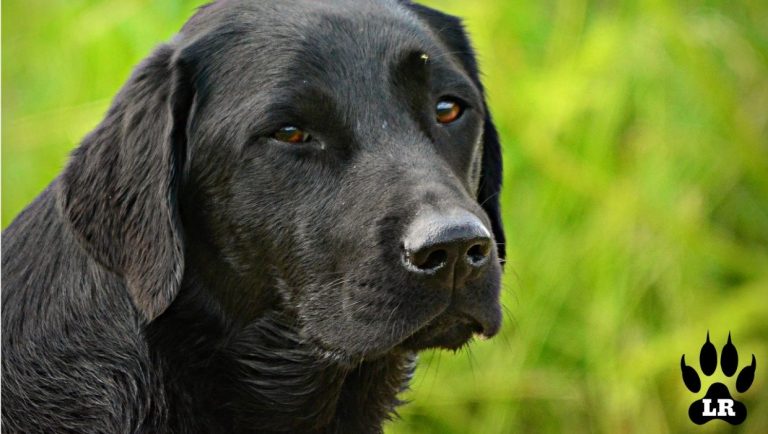 Labrabull- A Labrador Pitbull Mix | Labrottie.com