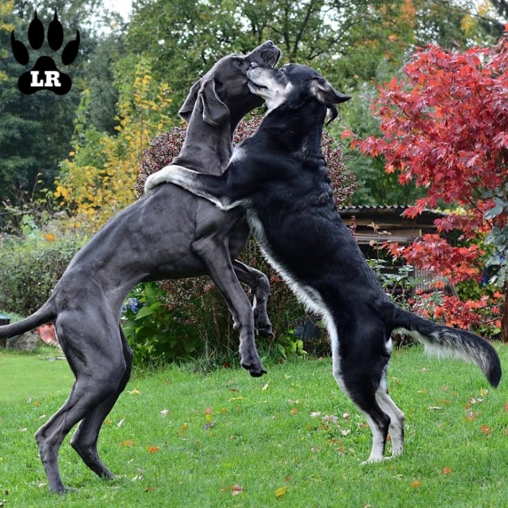 The Weiler Dane or the Rottweiler Great Dane Mix | Labrottie.com