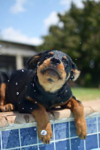 The Weiler Dane or the Rottweiler Great Dane Mix | Labrottie.com
