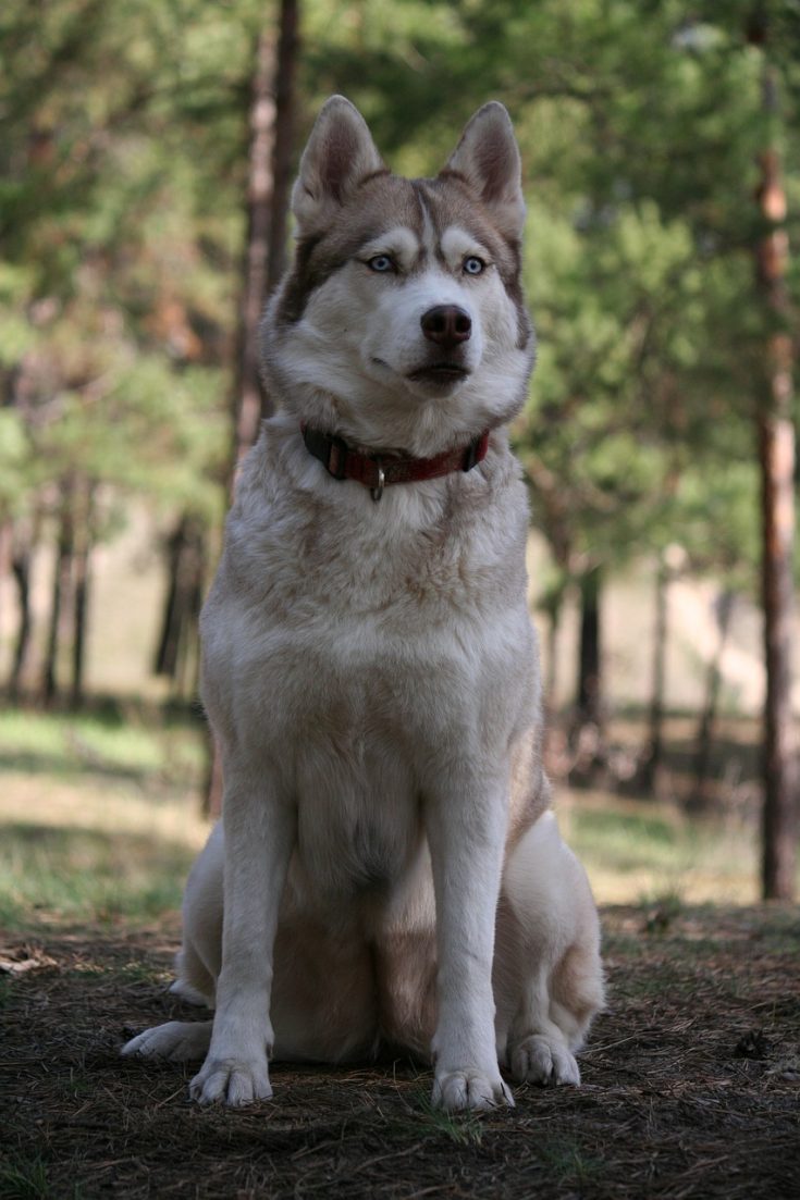 What To Know About The Lab Husky Mix - Labrottie.com