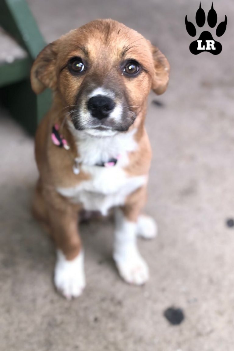 30 of the best Lab Mix - Labrador Mix | Labrottie.com