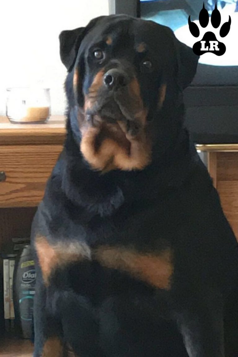 Rottweiler Mixed Dogs To Know and Love| Labrottie.com