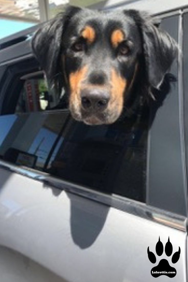 Rottweiler Mixed Dogs To Know and Love| Labrottie.com