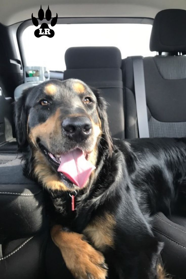 Rottweiler Mixed Dogs To Know and Love| Labrottie.com