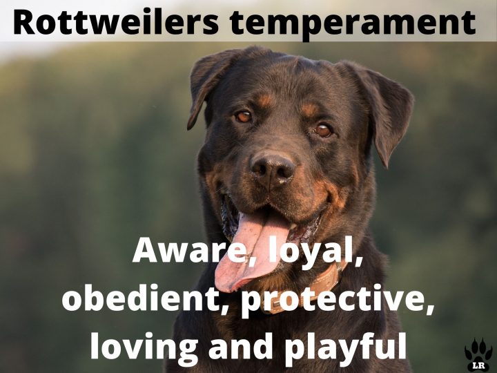 The Weiler Dane or the Rottweiler Great Dane Mix | Labrottie.com