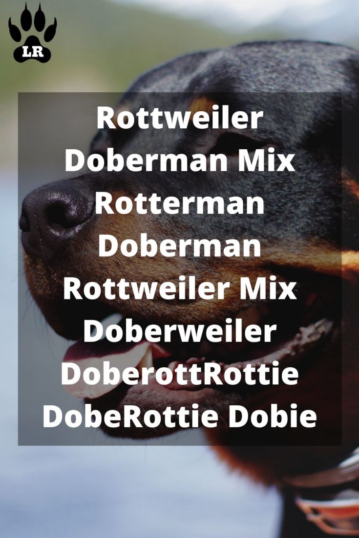 What is the Rottweiler Doberman Mix? | Labrottie.com