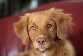 100+ Of The Best Red Dog Names - labrottie.com
