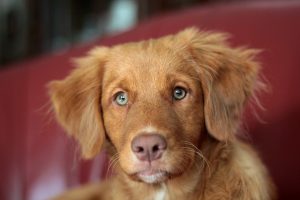 100+ Of The Best Red Dog Names - labrottie.com