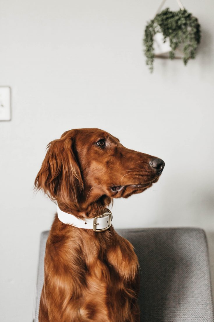 100+ Of The Best Red Dog Names - labrottie.com