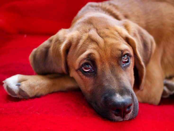100+ Of The Best Red Dog Names - labrottie.com