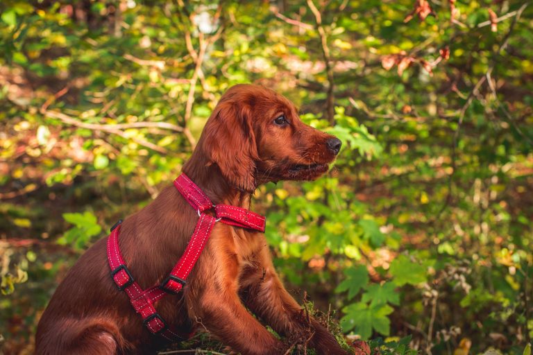 100+ Of The Best Red Dog Names - labrottie.com