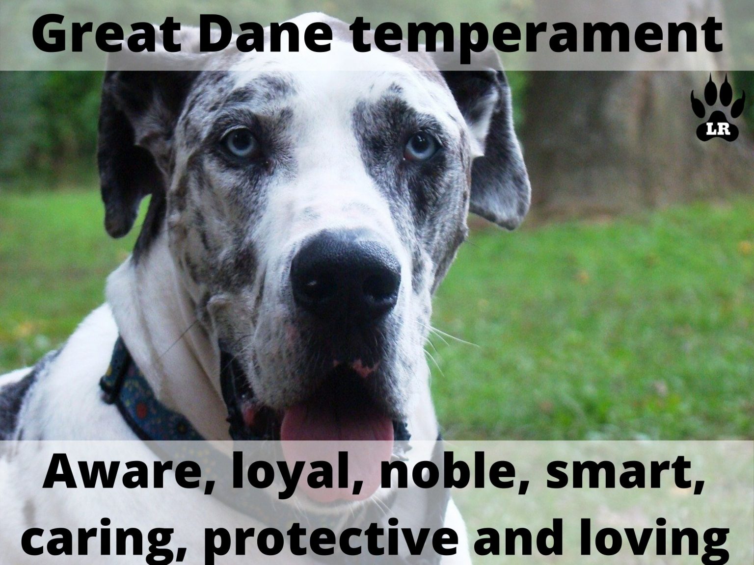 The Weiler Dane or the Rottweiler Great Dane Mix | Labrottie.com