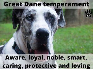 The Weiler Dane or the Rottweiler Great Dane Mix | Labrottie.com