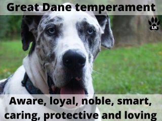 The Weiler Dane or the Rottweiler Great Dane Mix | Labrottie.com