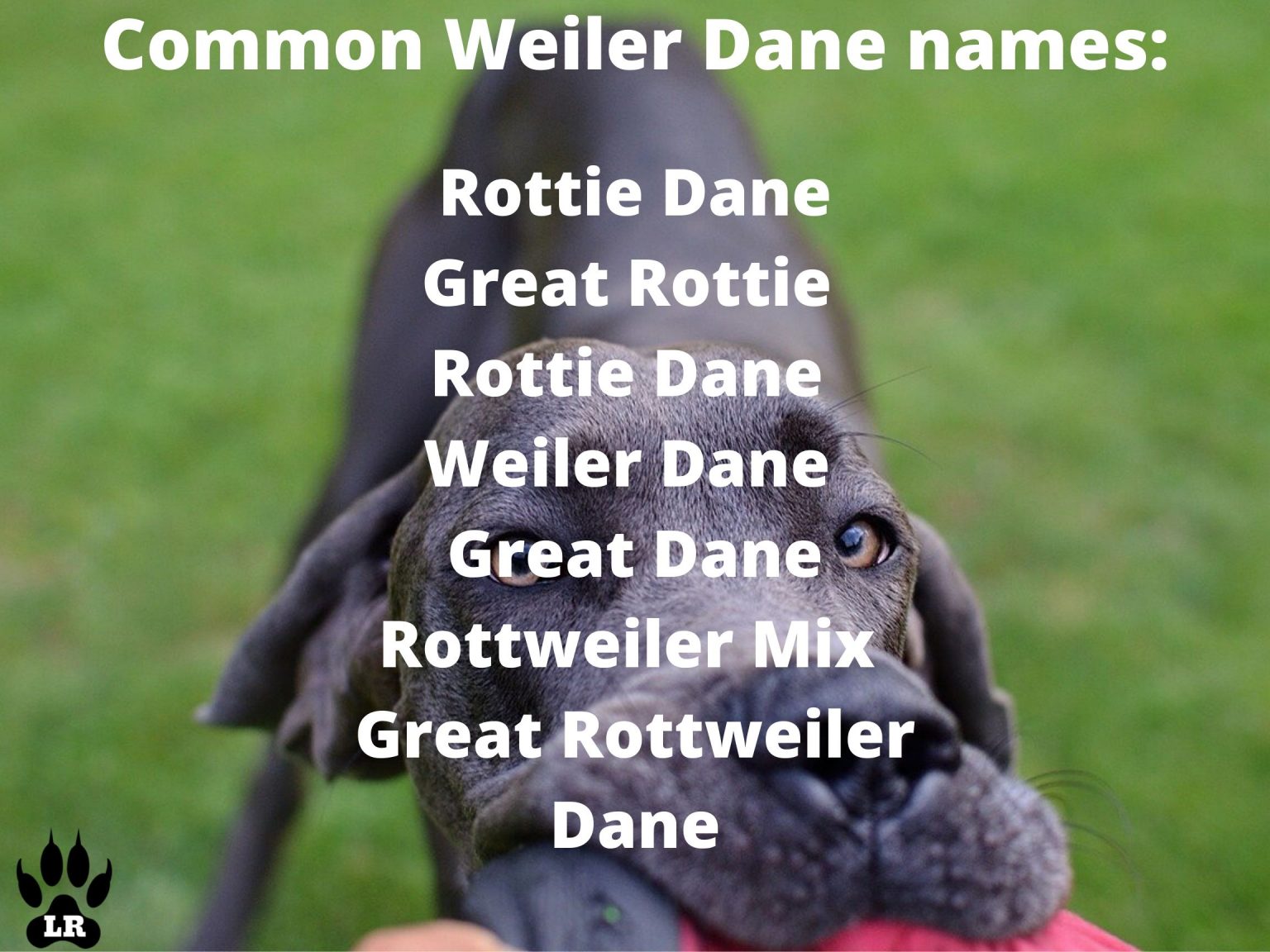 The Weiler Dane or the Rottweiler Great Dane Mix | Labrottie.com