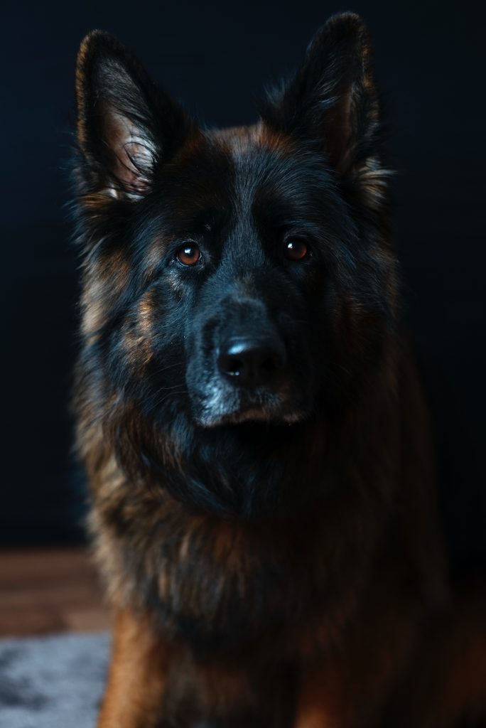 We Have 150 Of The Best Big Dog Names Labrottie We Have 150 Of The Best Big Dog Names Labrottie