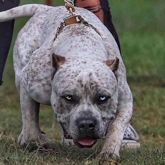 Unique Dog Names Male Vacationsascse