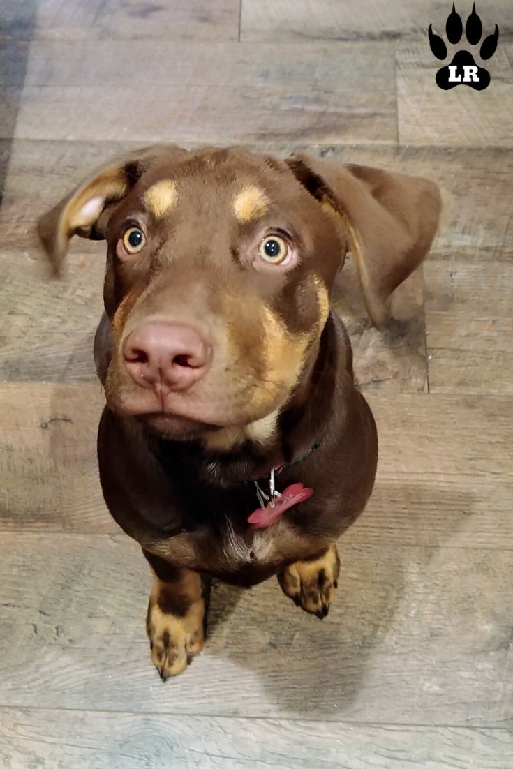 Rottweiler Lab Mix - a Lovable Malleable Breed | Labrottie.com