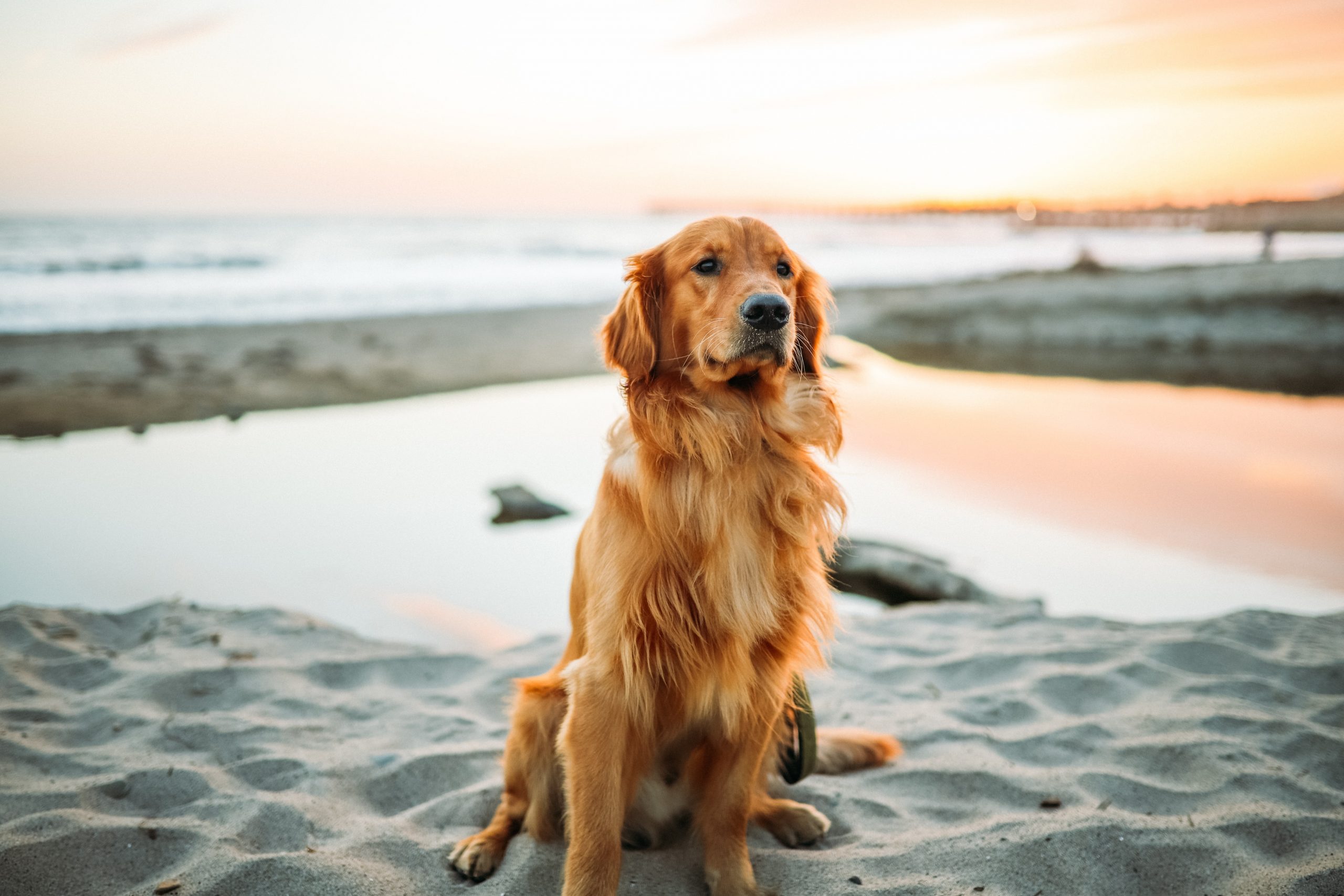 We Have 150 Of The Best Big Dog Names Labrottie We Have 150 Of The Best Big Dog Names Labrottie