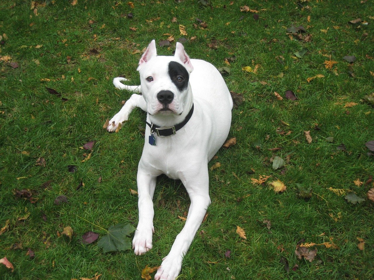 30 of the Best Guard Dog Breeds | Labrottie.com