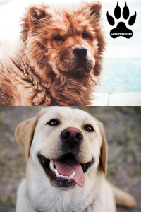 The Chow Chow Labrador Mix Breed Info And More!
