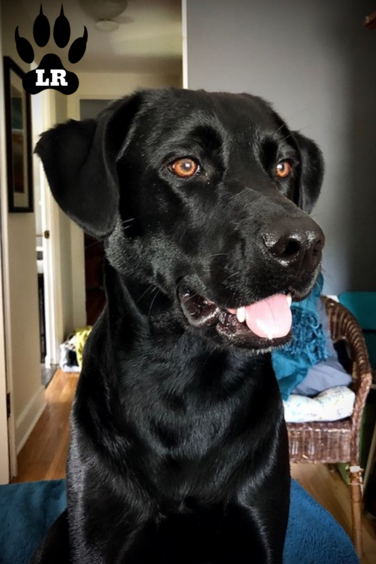 Rottweiler Mixed Dogs To Know and Love| Labrottie.com