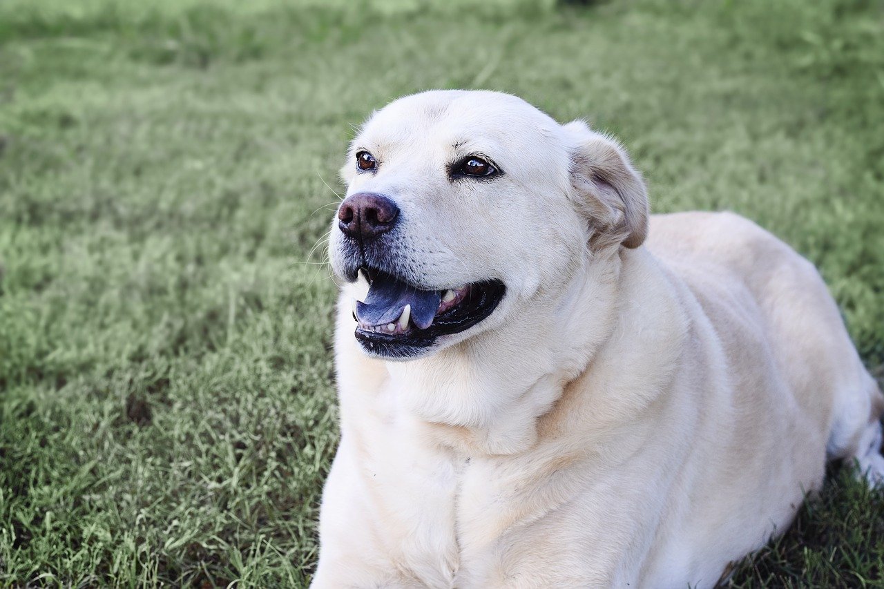 The Chow Chow Labrador Mix Breed Info And More!
