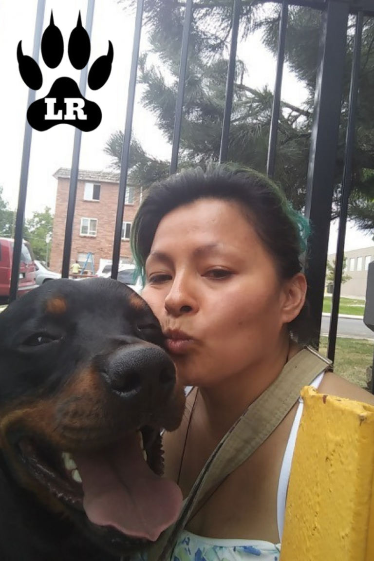 The Labrador Rottweiler Mix | Labrottie.com