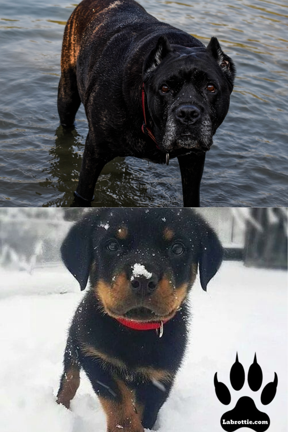 What Is the Rottweiler Cane Corso Mix? | Labrottie.com