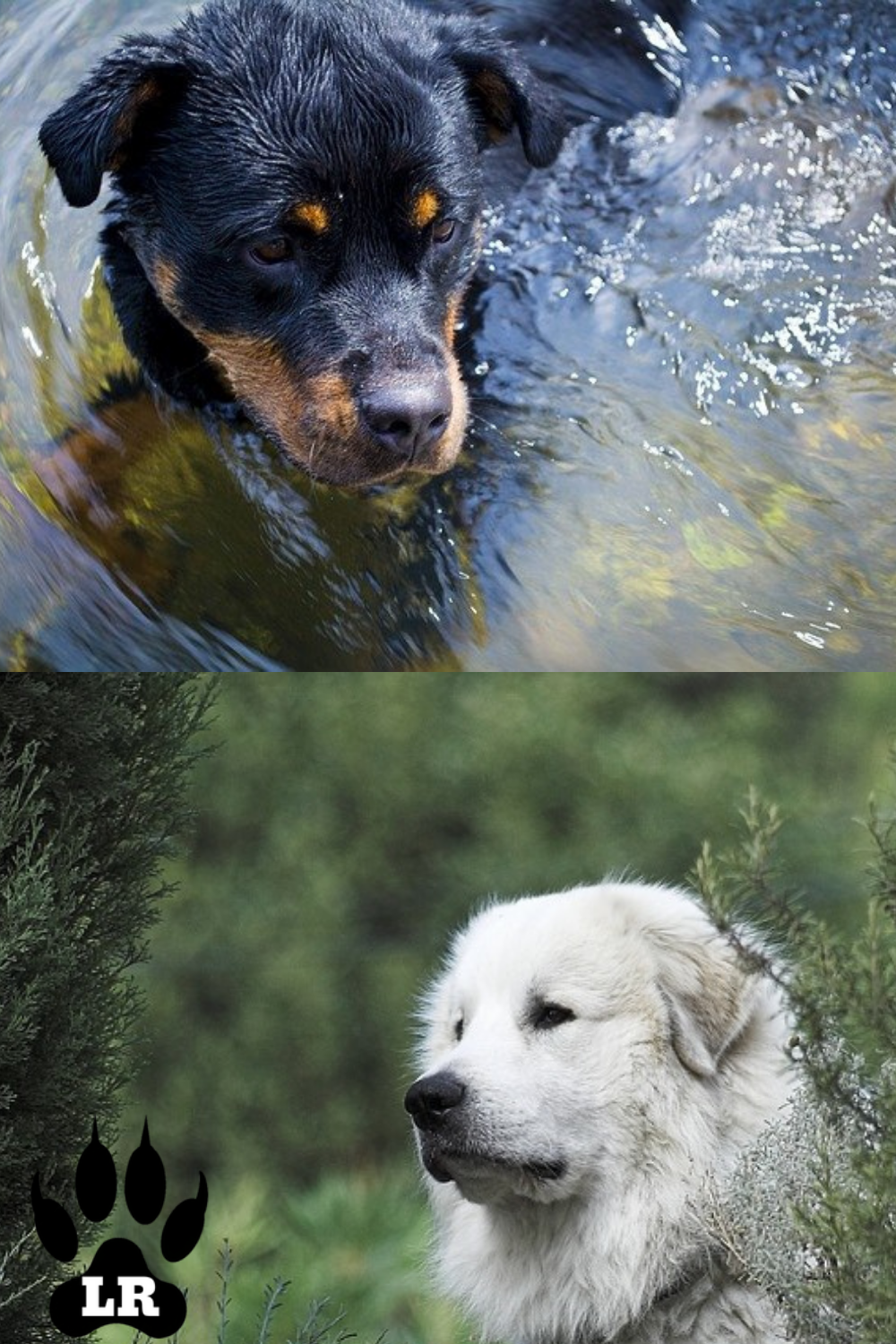 The Rottweiler Great Pyrenees mix | Labrottie.com