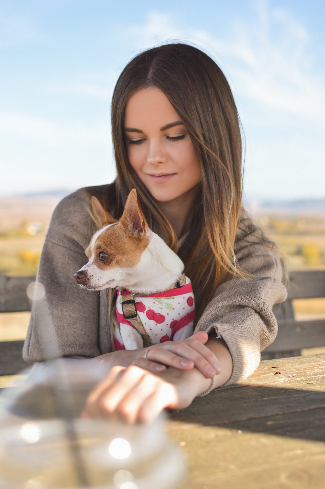 The Best 15 Jobs For Dog's To Do! | Labrottie.com