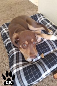 Mixed Dog Breeds photo gallery | Labrottie.com