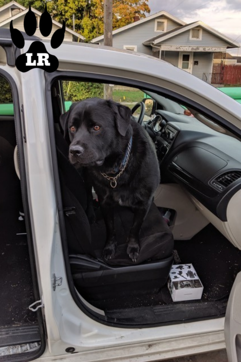 Rottweiler Lab Mix - a Lovable Malleable Breed | Labrottie.com