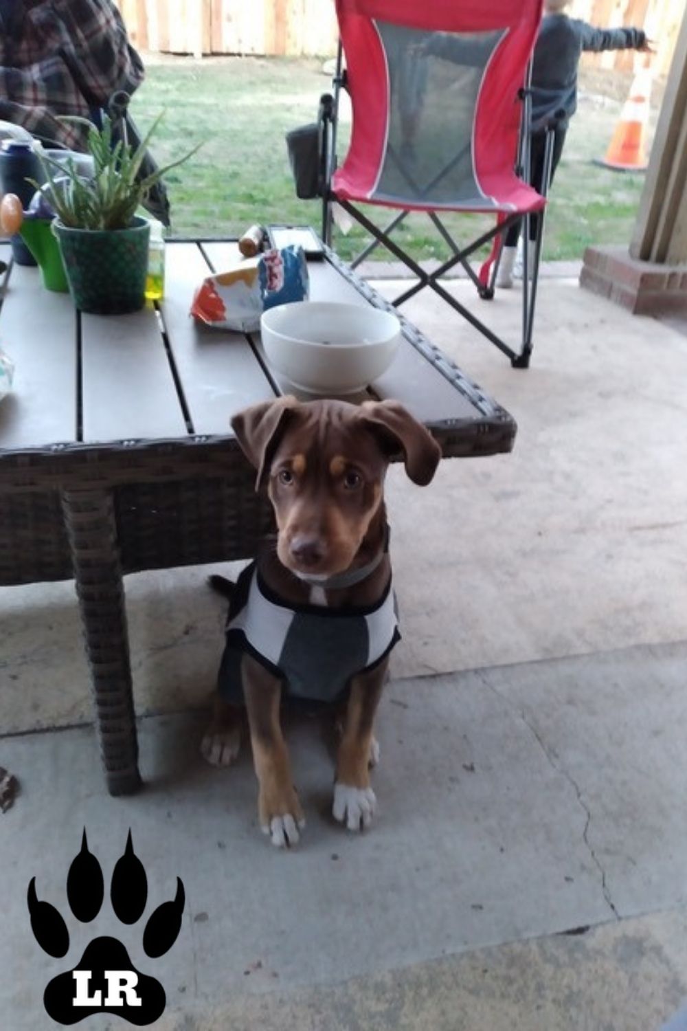 Mixed Dog Breeds photo gallery | Labrottie.com