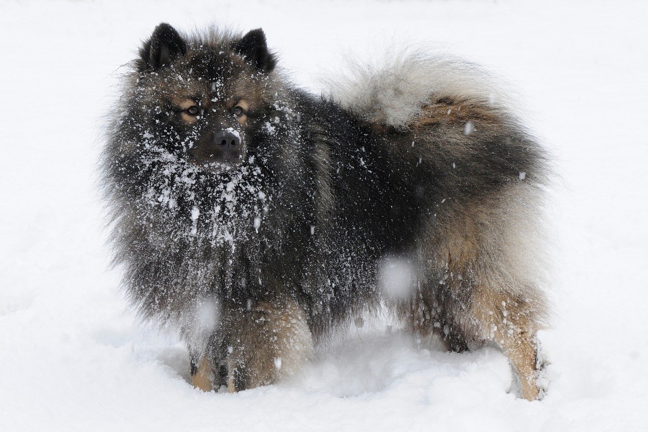 Fluffy Dog Breeds Of The World! | Labrottie.com