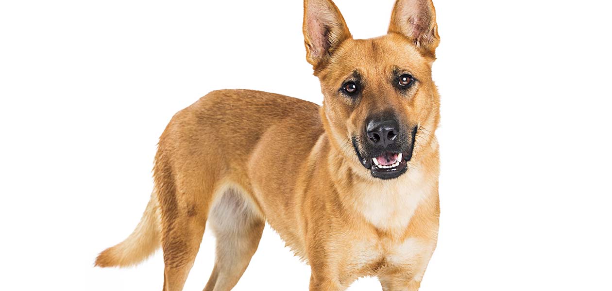 Dog Breeds That Start With C - Labrottie.com